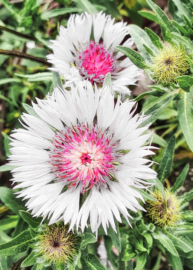 Centaurea Pullata Flower I Photograph by Marco Sales - Fine Art America