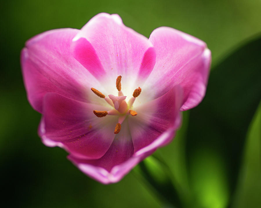Center of the Tulip Photograph by Keren Fishman - Fine Art America