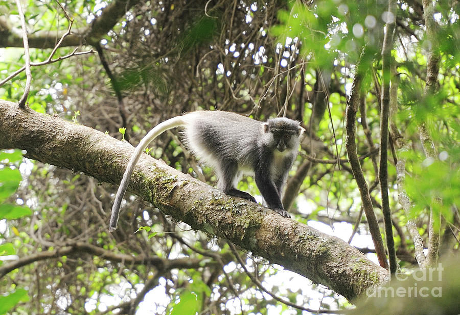 Cercopithecus mitis Photograph by Richard Wareham - Fine Art America