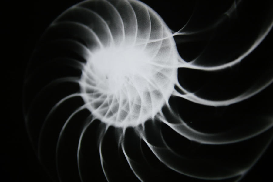 Chambered Nautilus X-Ray Photograph by Allen Penton - Fine Art America
