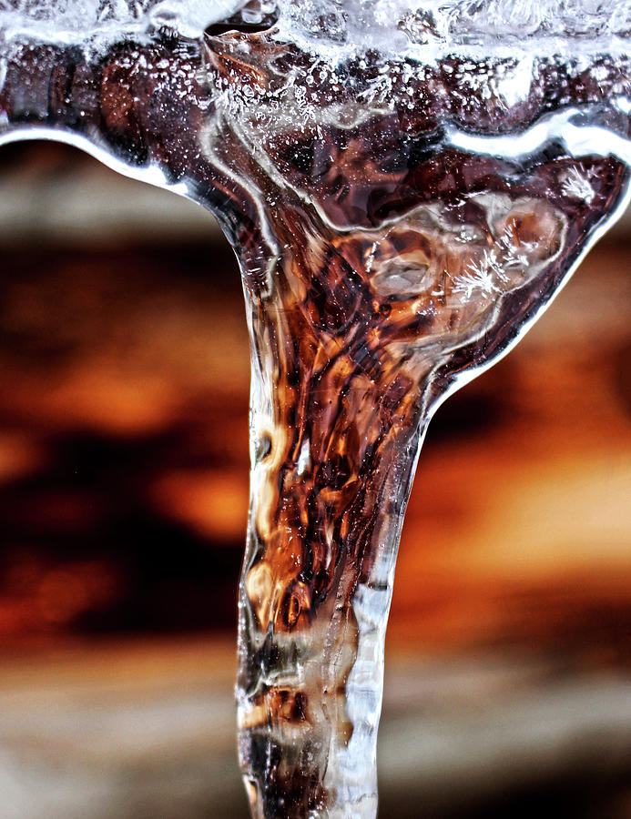 Champagne Photograph by Wesley Hahn - Fine Art America