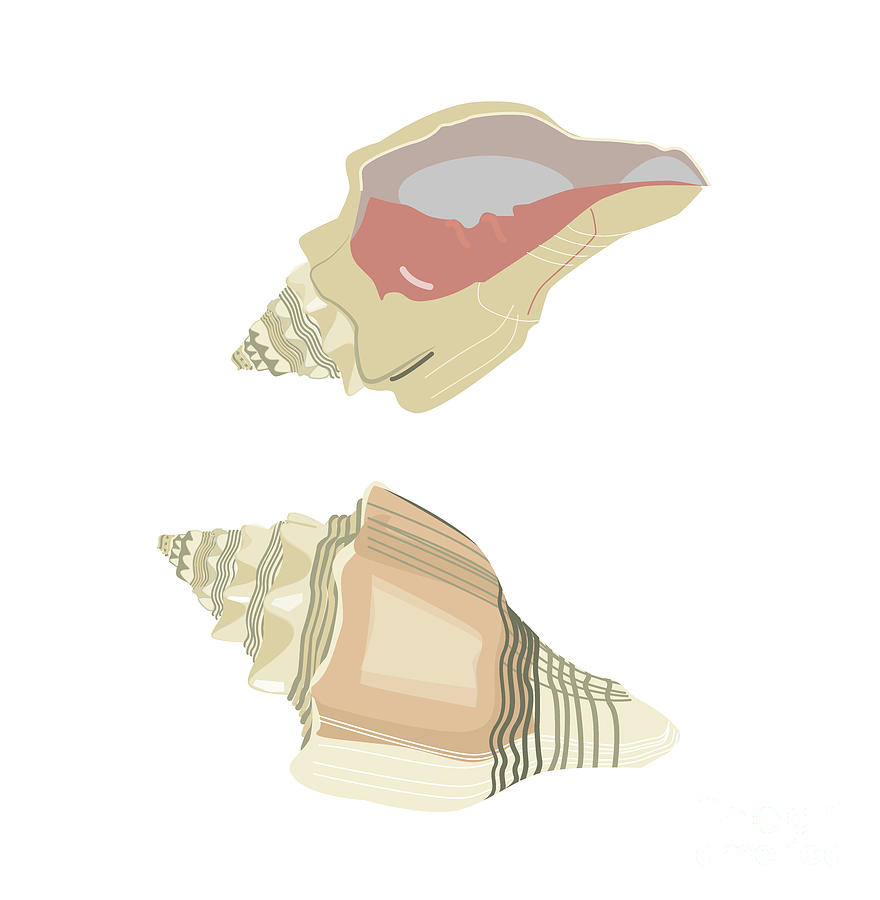 Chank Shell, Two Views Digital Art by Kathryn Yoder - Fine Art America