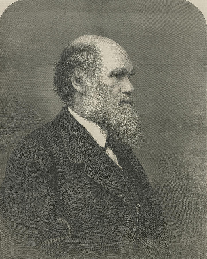 Charles Darwin Drawing by Ernest Edwards - Fine Art America