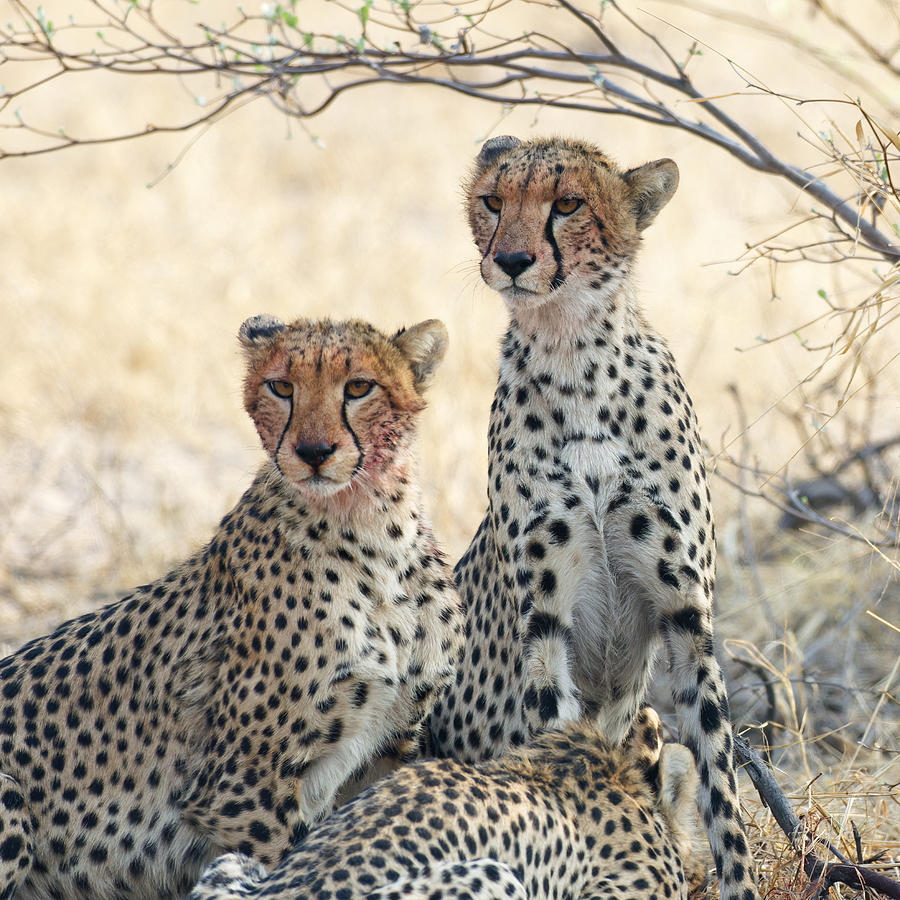Cheetah - Acinonyx jubatus Photograph by DaBao Zi - Fine Art America