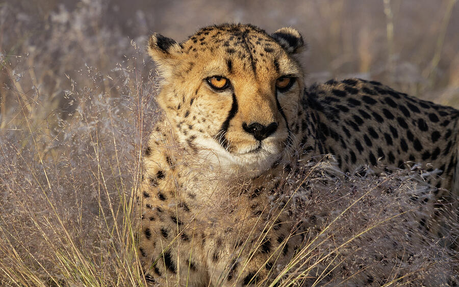 Cheetah by Lei Zhang