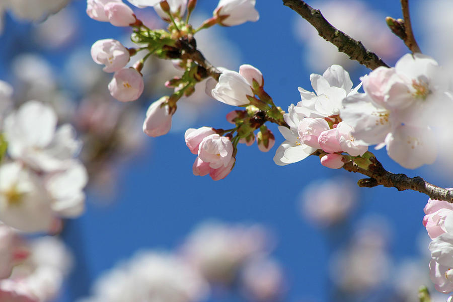 Cherry Blossom Bliss Photograph by Denise Krouslis | Fine Art America