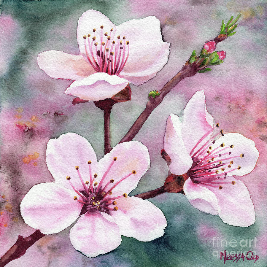 Cherry Blossoms Painting by Melissa Old - Fine Art America