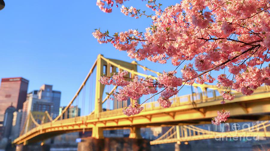 Cherry Blossoms on the North Shore Photograph by Kelly Pennington ...