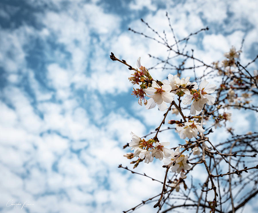 Cherry Clouds Photograph by Momento Visuals - Fine Art America