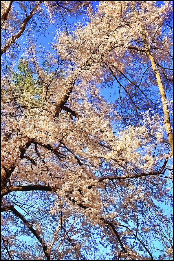 Cherry Trees in Spring Photograph by A Macarthur Gurmankin - Fine Art ...