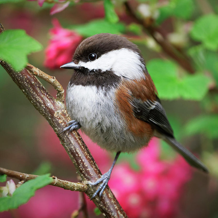 Chickadee