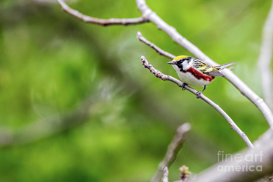 Chestnut-sided Warbler Photograph by Jennifer Jenson - Fine Art America