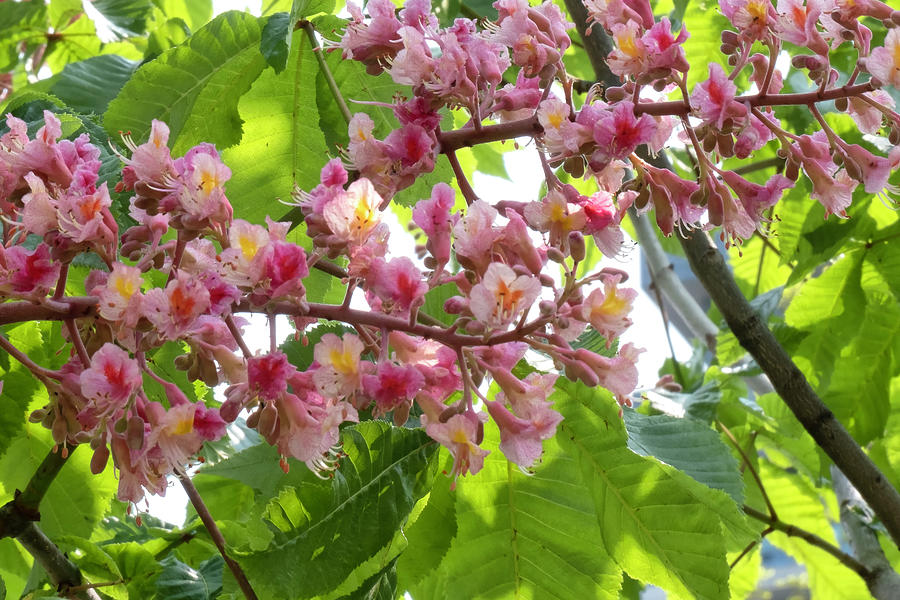 Chestnut Tree Pink Briot Aesculus Photograph by Bob Silverman - Fine ...