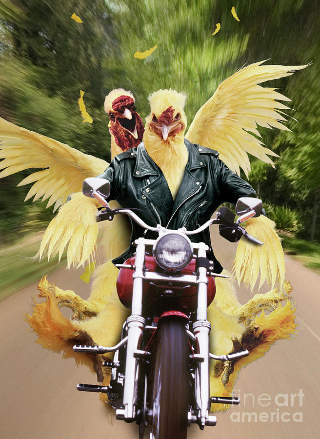 Chicken Bikers Photograph By John Lund Fine Art America