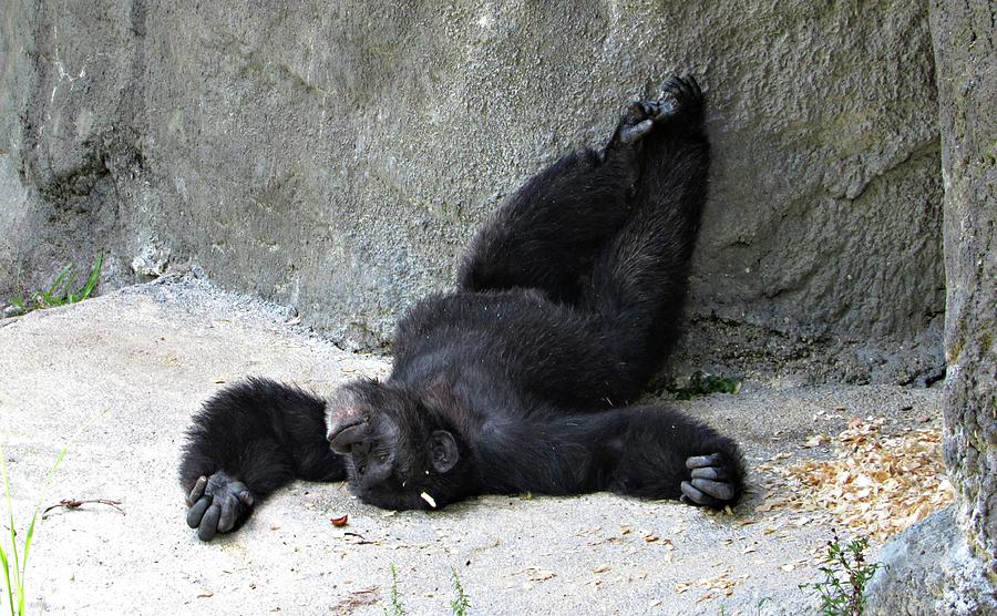 Chillin' Chimp Photograph by Sean Dorazio | Fine Art America
