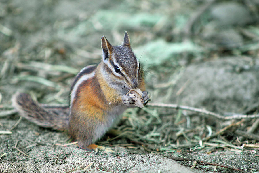 Chippy Photograph by Caitlin Leyvas - Pixels