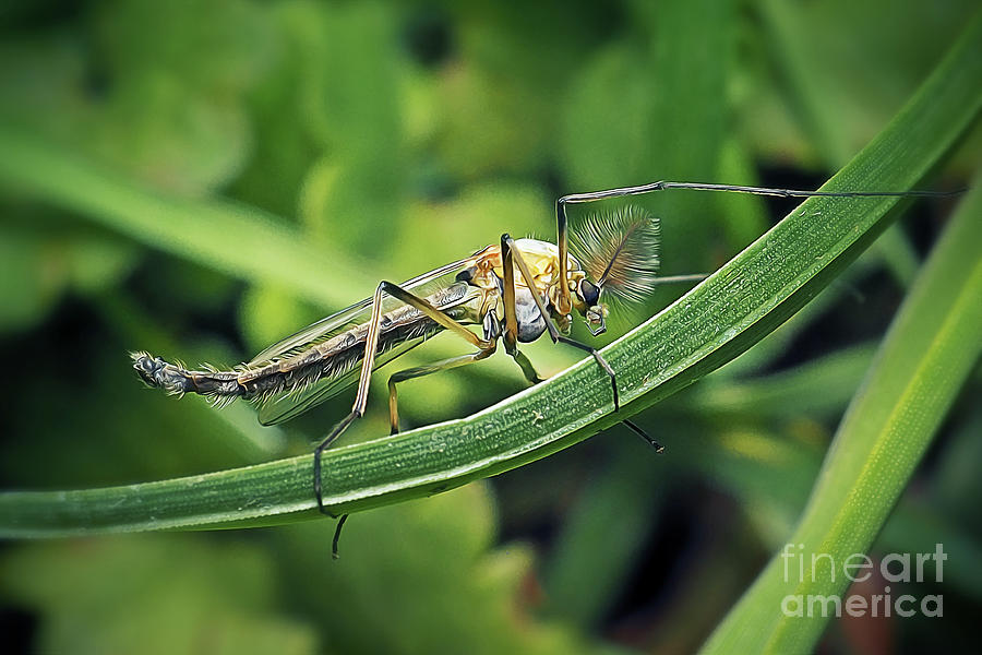 Chironomus Nonbiting Midge Insect Photograph by Frank Ramspott | Fine ...