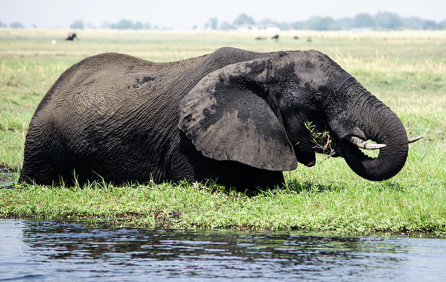 Chomping in Chobe Photograph by Peter Foster - Pixels