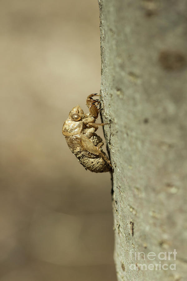 Cicada Shell Photograph by Megan McCarty - Fine Art America