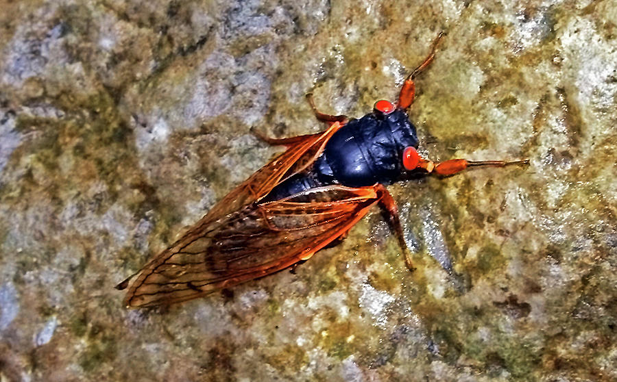 Cicada Up Close Photograph by Christopher Hignite | Fine Art America