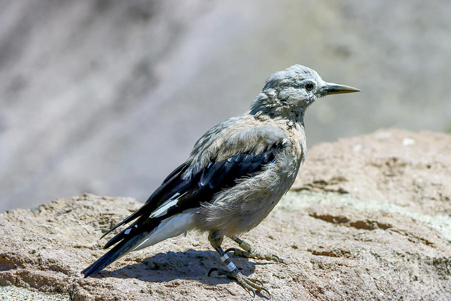Clark's Nutcracker #1 Photograph by Howard Stapleton - Fine Art America