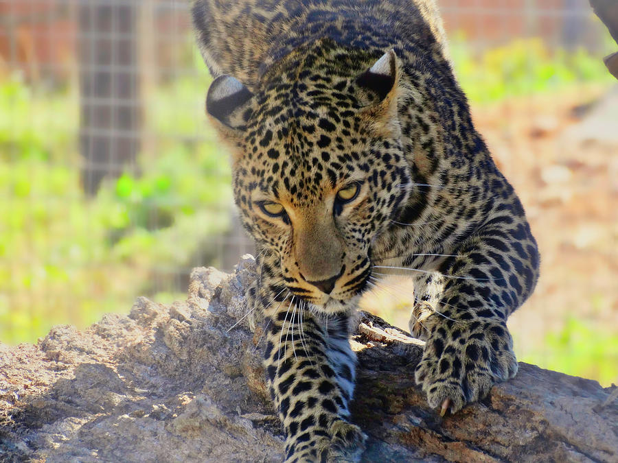 Claws On The Three Photograph by Dave Schrauwen - Pixels