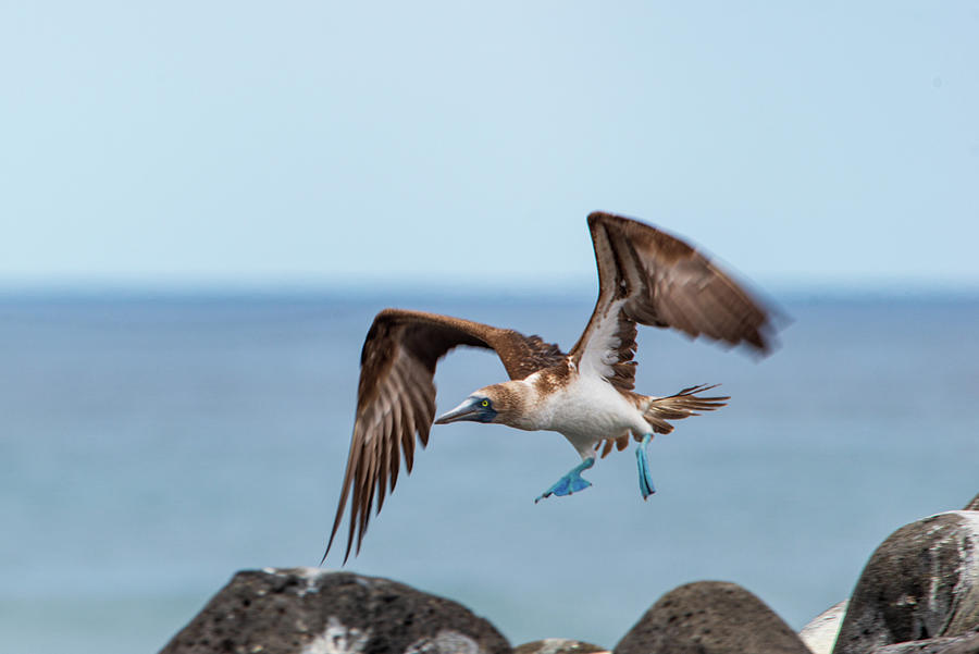Cleared for Landing Photograph by Michelangelo DeSantis - Fine Art America