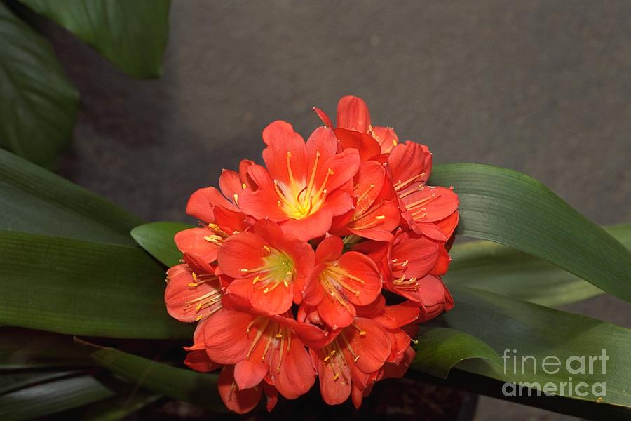 Clivia miniata Monya - Flame Kaffir Lily Photograph by Cheryl Ann Meola | Fine Art America