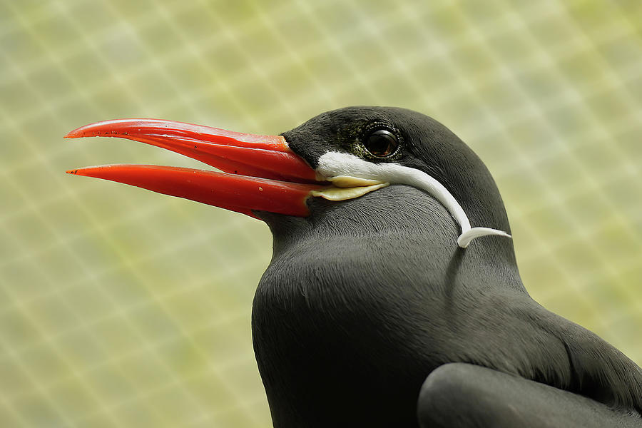 Close up portrait of an Inca Tern Photograph by Paul Hamilton - Fine ...