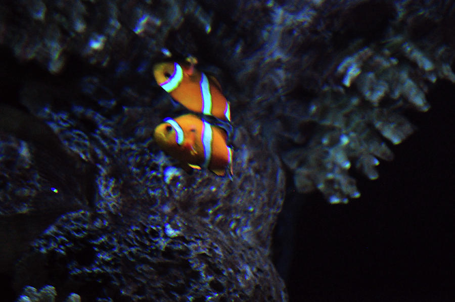 Clown fish reflection Photograph by Melissa Roe