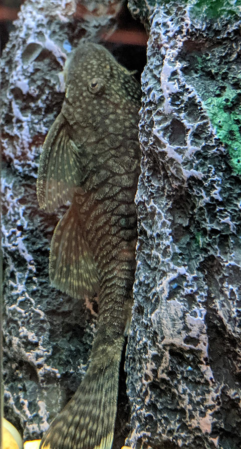 Clyde Photograph by Desiree Wright | Fine Art America