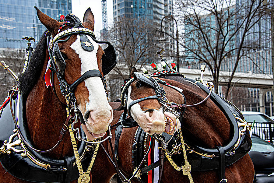 Clydesdales Photograph By Lendon Ray Fine Art America