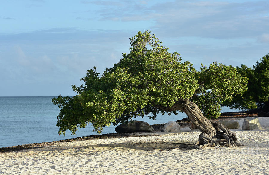 Coastal Views of a Divi Divi Tree in Aruba Photograph by DejaVu Designs ...