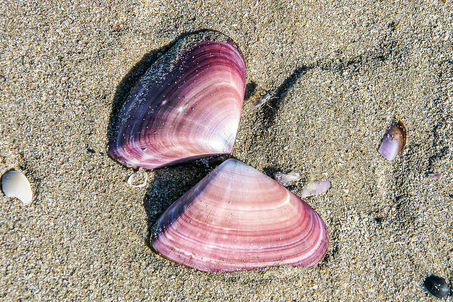 Cockle shell Photograph by Deane Palmer | Fine Art America