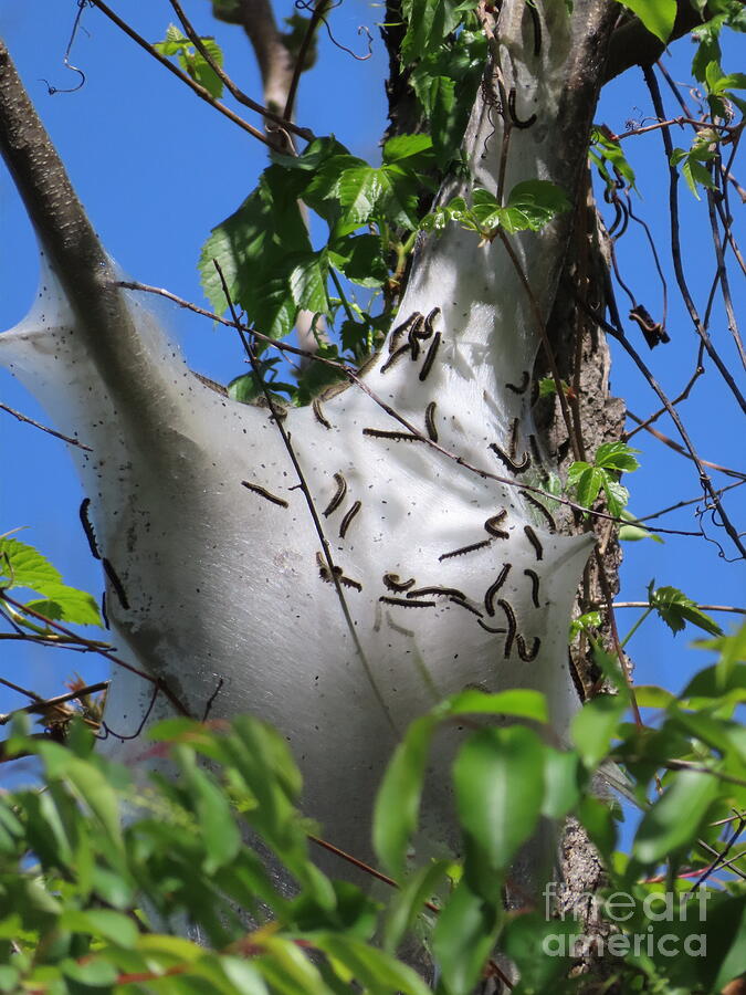 Cocoon Huge Gypsy Moths Photograph by GJ Glorijean - Fine Art America