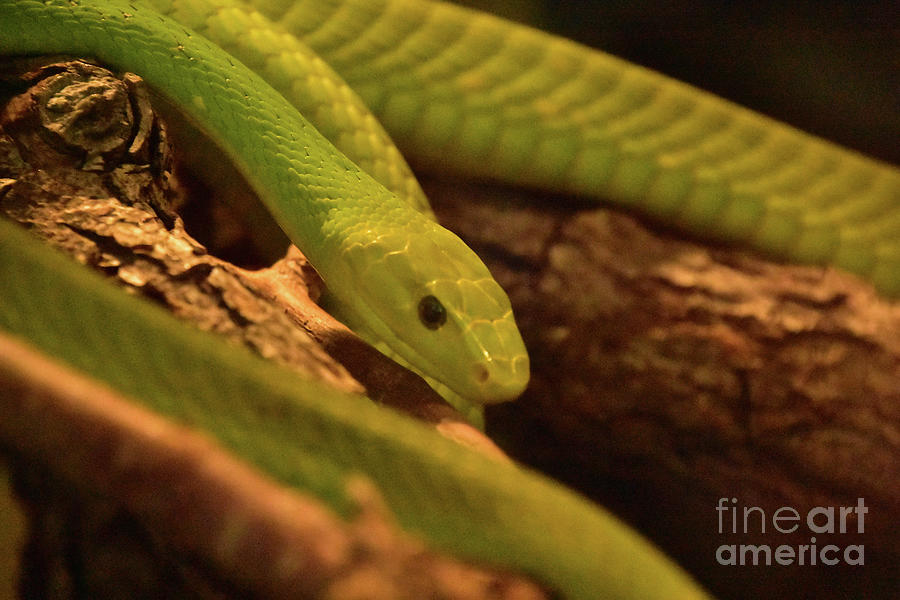 Coiled Bright Green Mamba Snake on a Branch Photograph by DejaVu ...