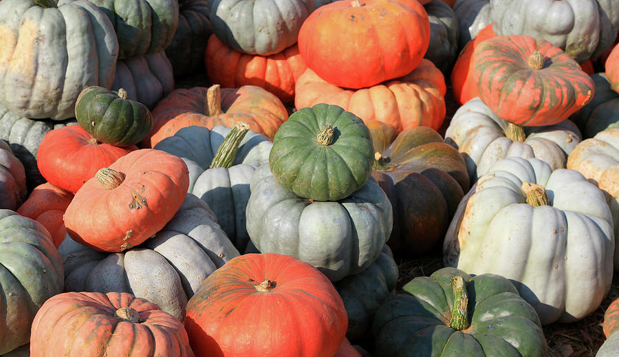 Colorful assorted pumpkins Photograph by Sreedhar Yedlapati - Fine Art ...