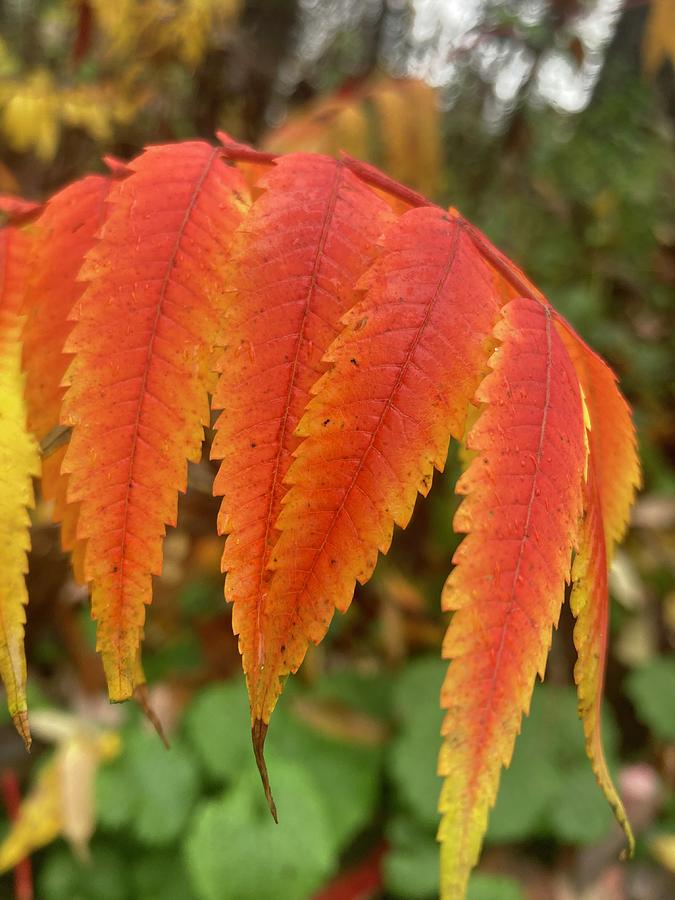 Colorful Autumn Leaves Photograph by Bridget Swanson - Fine Art America