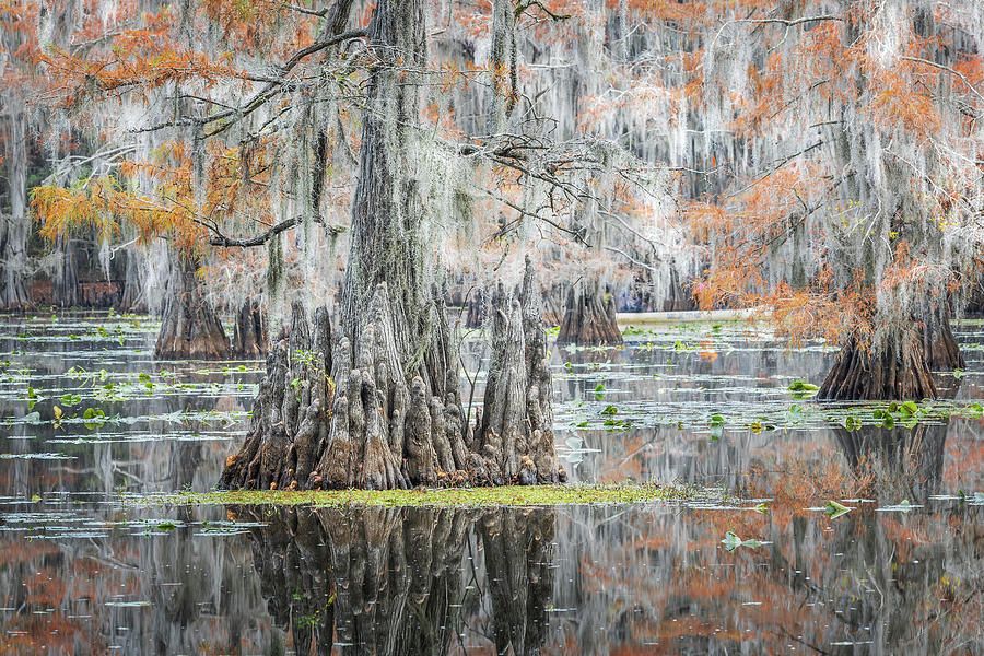 Colorful Bayou Photograph by Fran Gallogly - Fine Art America