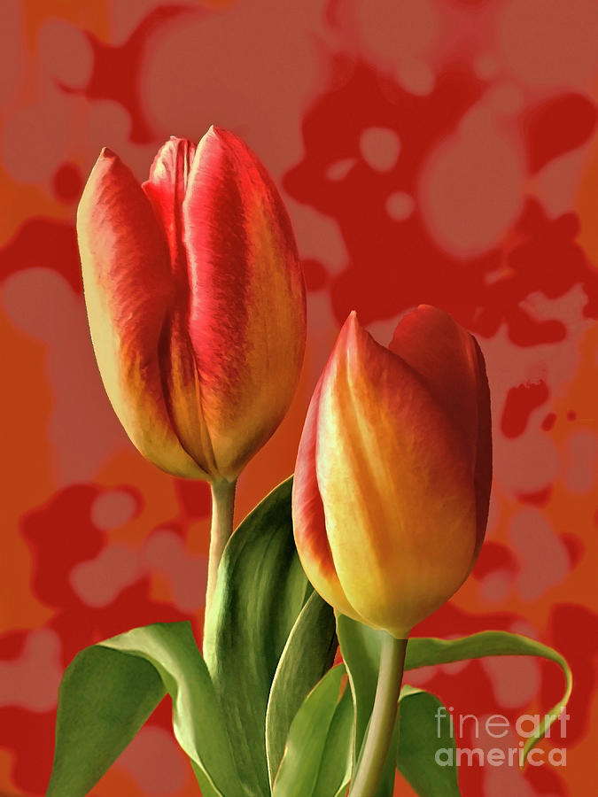 Colorful Tulips Photograph by Jasna Dragun - Fine Art America