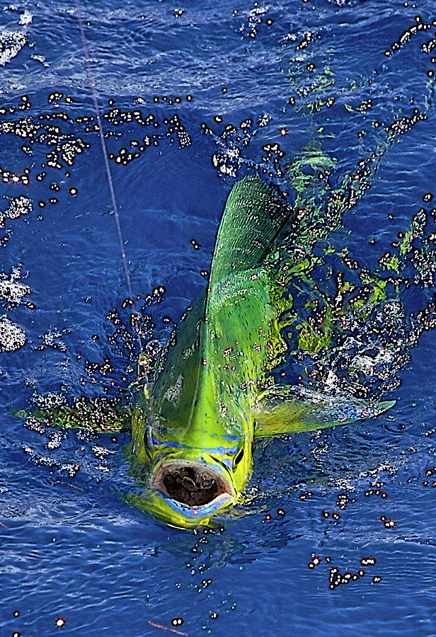 Colors Of A Mahi Photograph by Pat Ford - Pixels