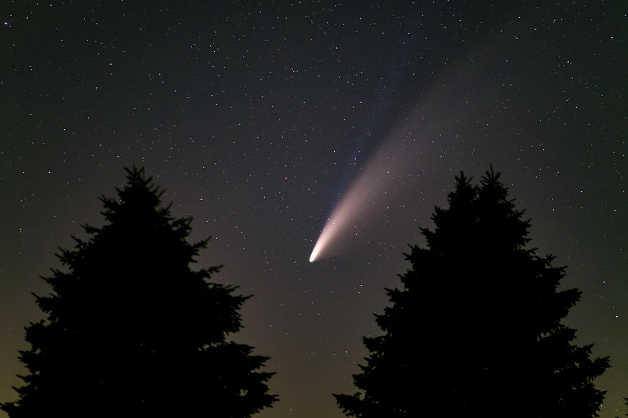 Comet Between The Trees Photograph by Willard Sharp - Fine Art America