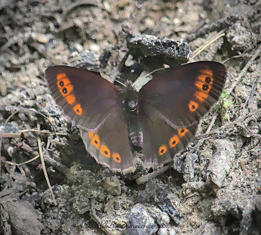 Common Alpine Butterfly Digital Art by David Wilde - Pixels