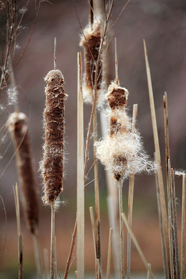 Common Cattails Photograph by Cynthia Guinn - Pixels