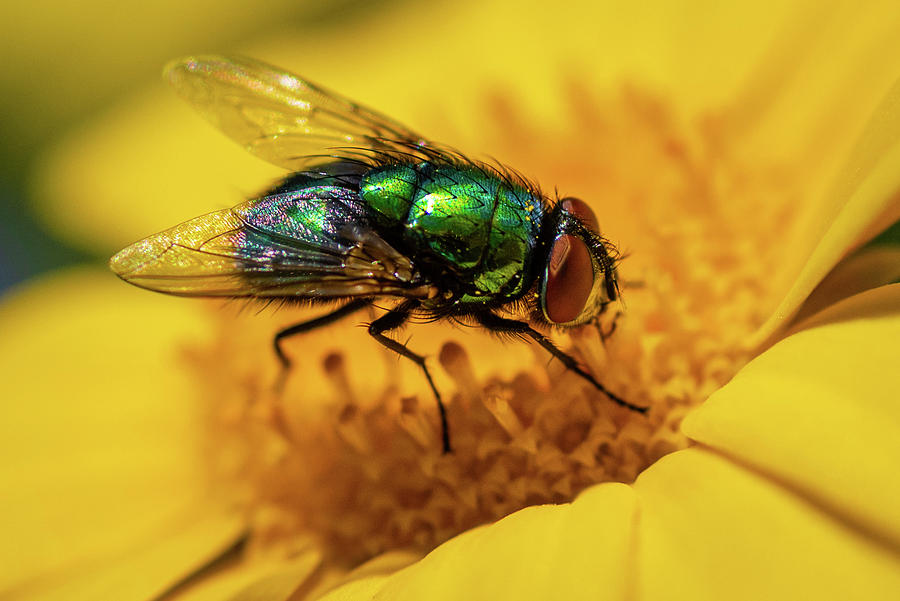 Common Green Bottle Fly 1 Photograph By Gareth Burge Photography Pixels