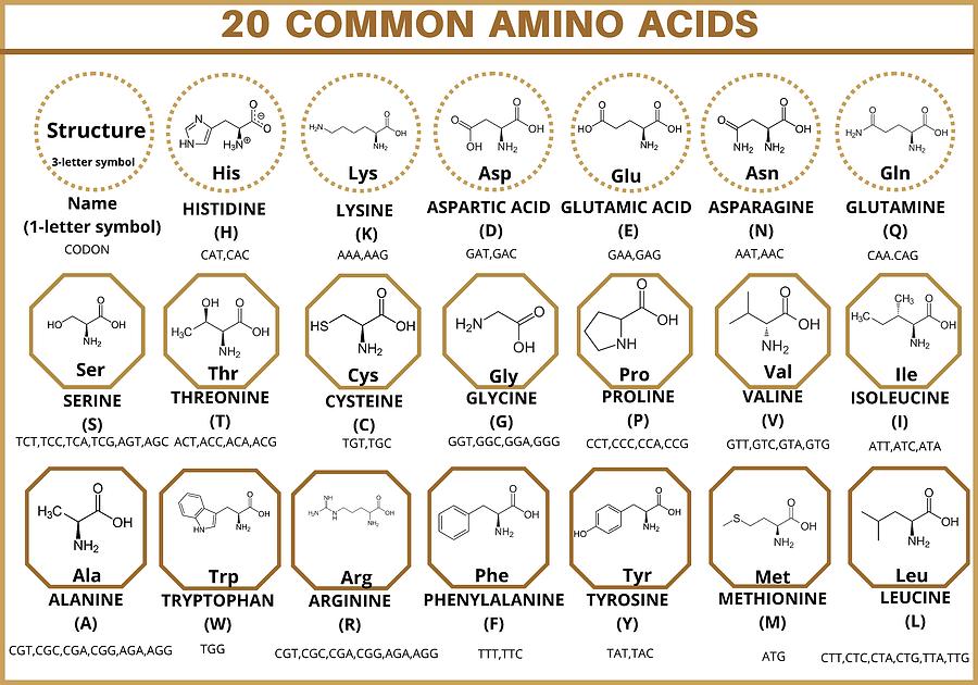 Common guide to the 20 common amino acids Digital Art by Chanhorngam Hongchui - Fine Art America