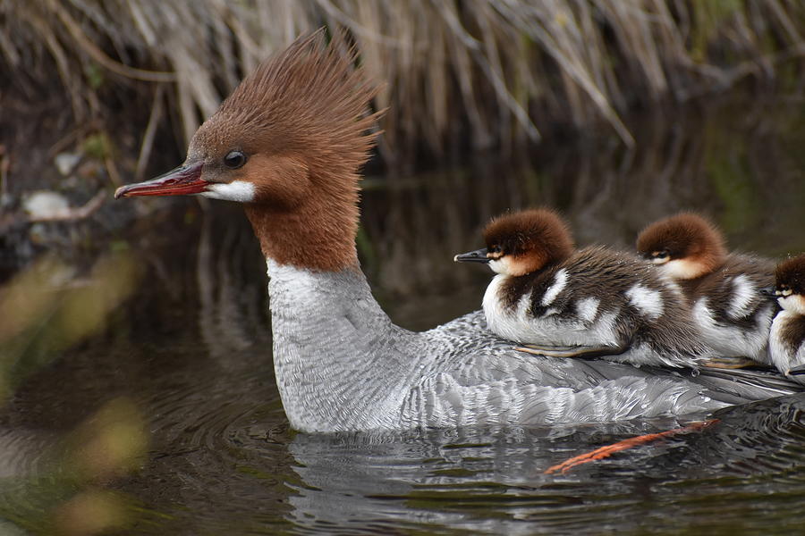 Common Merganser Mergus merganser Mother With Babies Riding On Her Back ...