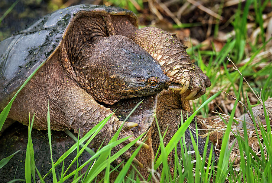 Common Snapping Turtles Photograph by Leith Sandness - Pixels