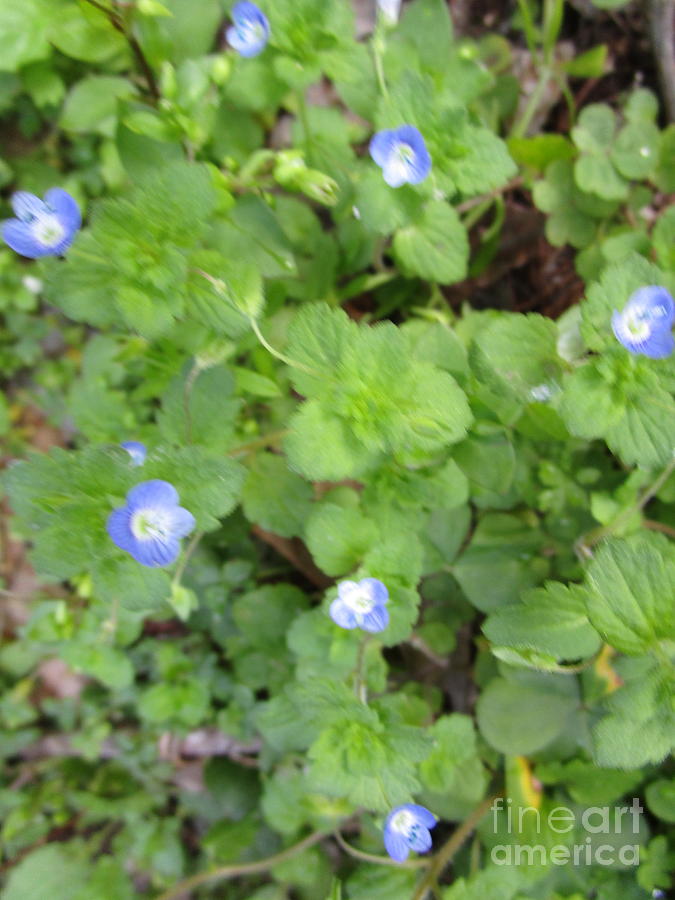 Common Speedwell Photograph by Seaux-N-Seau Soileau - Fine Art America