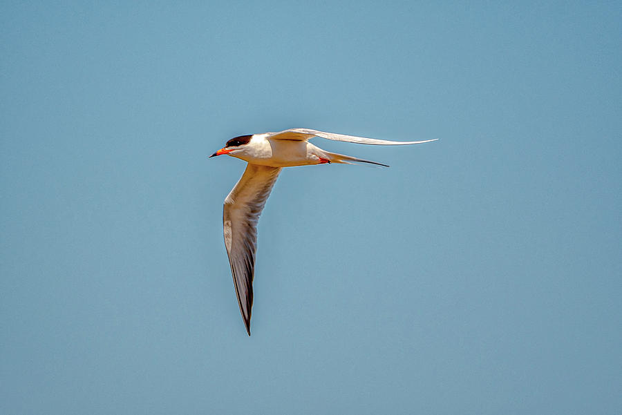 Common Tern Flying Photograph by Donald Lanham - Fine Art America